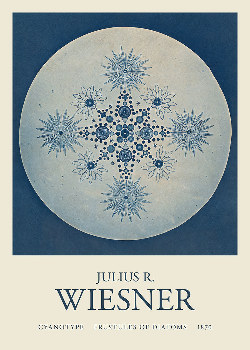 Frustules of Diatoms – Poster/art print – Det Blaa Kartel